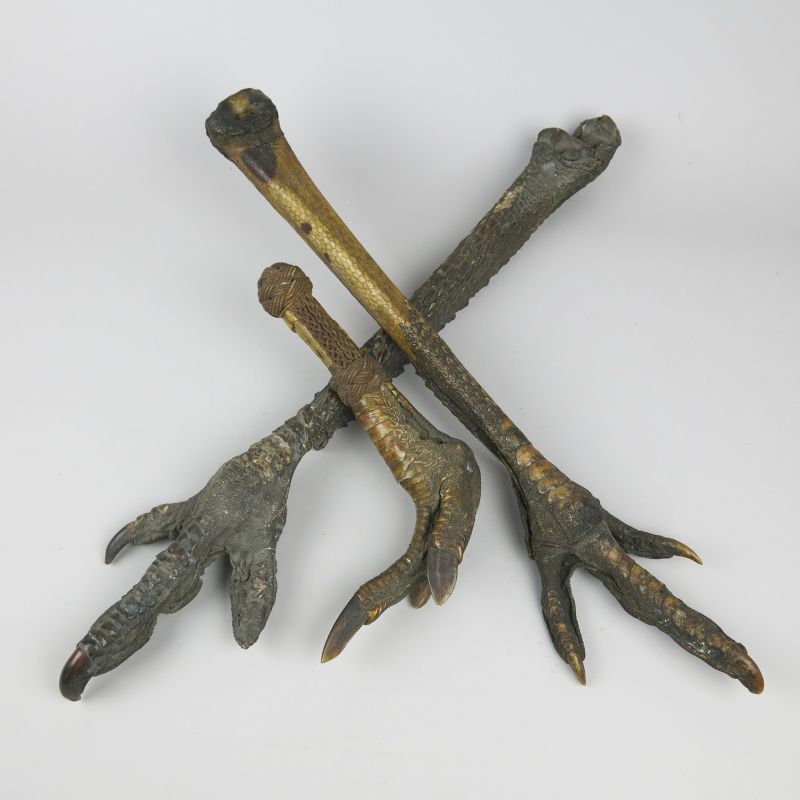 Hire | London Taxidermy
