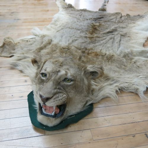 Hire | London Taxidermy