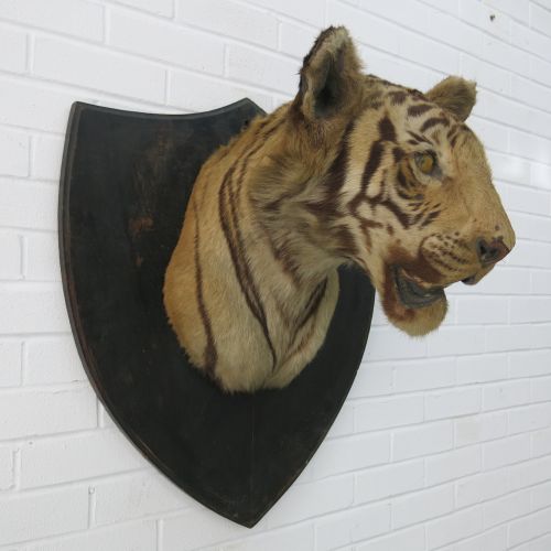 Hire | London Taxidermy